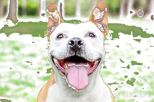 Albumentation文档 - 知乎