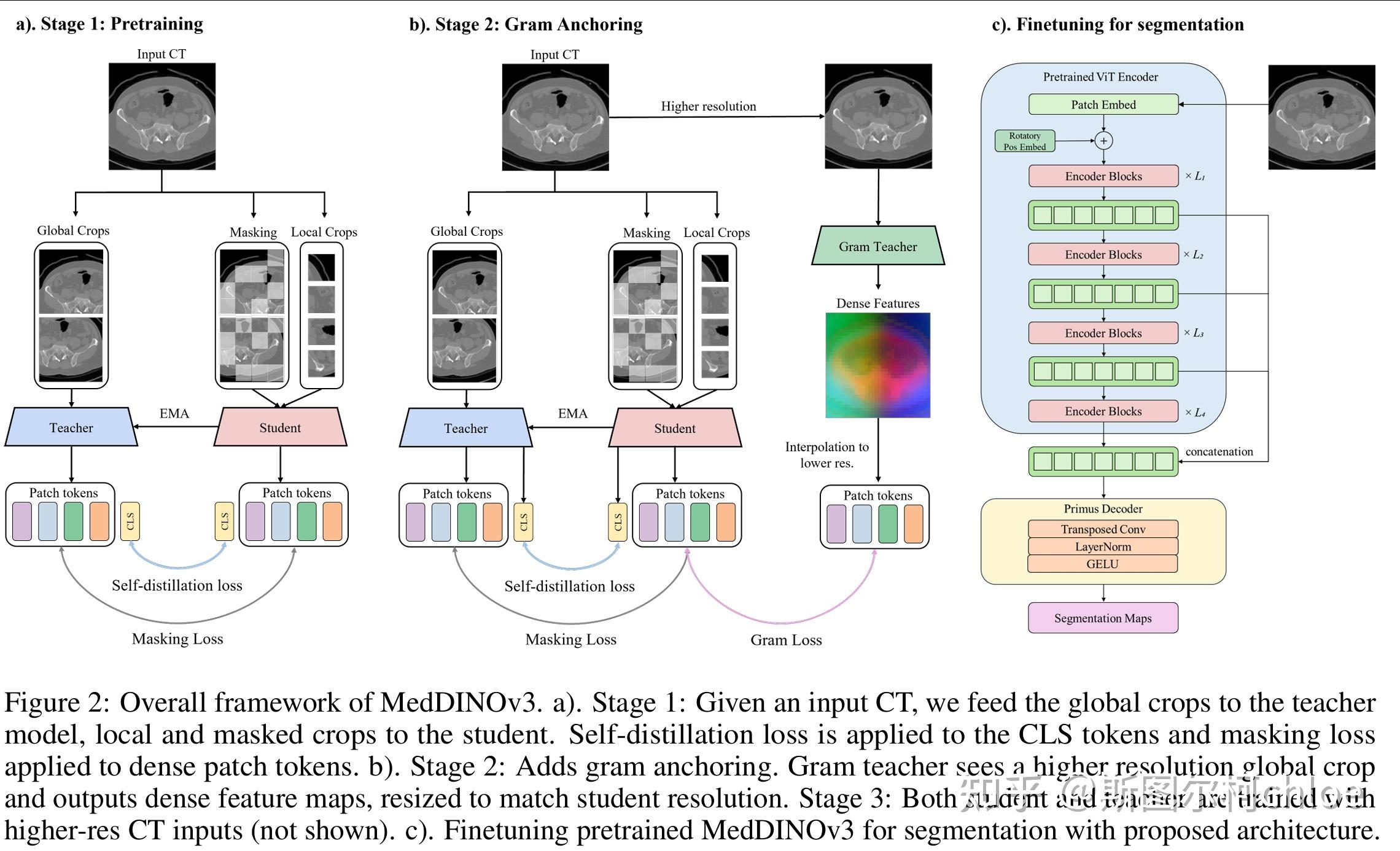 MedDINOv3-从自然图像到医学影像：DINOv3 的适配之路 - 知乎