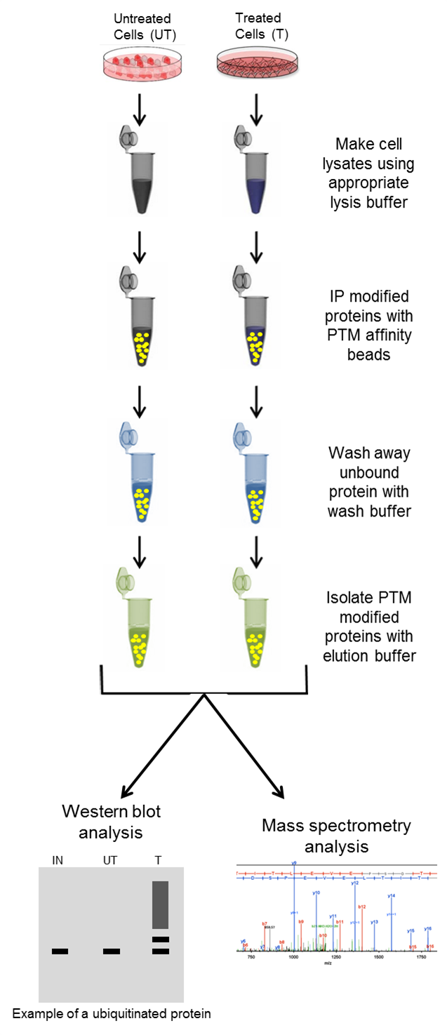 新手怎么研究翻译后修饰（PTMs）？6大实验Tips助力PTMs研究 - 知乎
