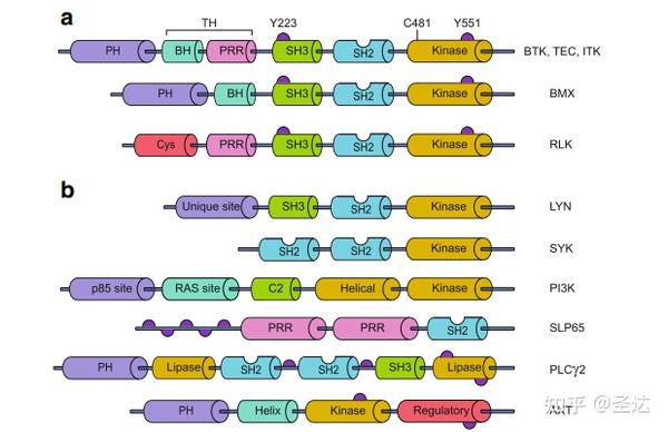 布鲁顿酪氨酸激酶（Bruton’s tyrosine kinase，BTK）在B细胞和恶性肿瘤中的作用 - 知乎