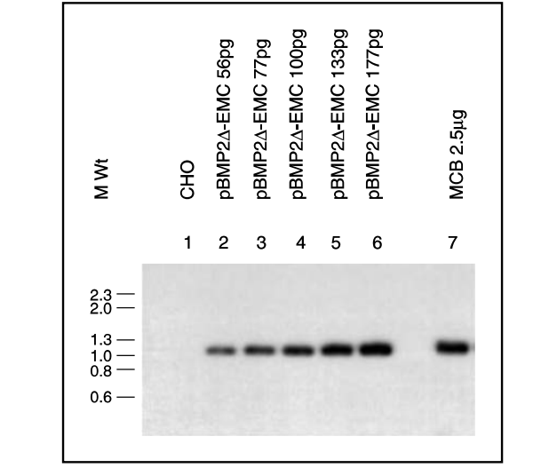 【领康时代CDMO】浅谈细胞株稳定性（下篇） - 知乎