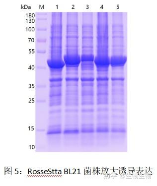 一文读懂原核蛋白表达 - 知乎
