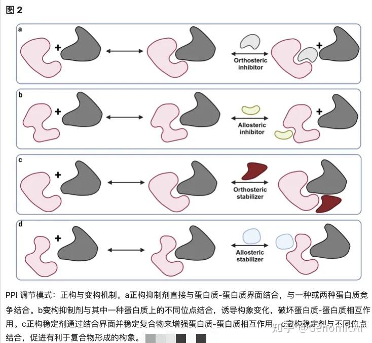 Nature STTT｜基于PPI机制靶向治疗的新见解 - 知乎