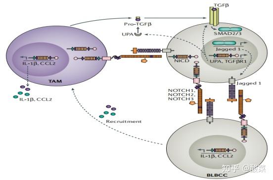 华中科技大学课题组在38分的STTT发表超重磅综述，带你详解这一经典热门通路！ - 知乎