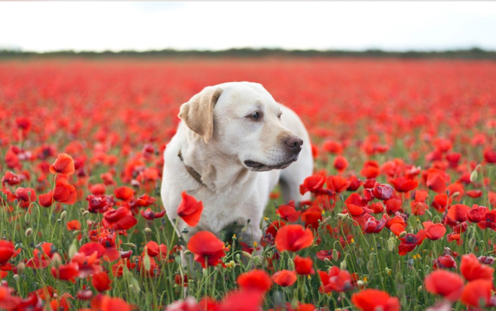 Simulink学习与分享经验-----------MAB/MAAB。MAB5.0规则集151条，MAAB3.0规则集110条。 - 知乎