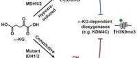 d-2-Hydroxyglutarate 是一种抗炎免疫代谢物，在 TLR4 激活后的巨噬细胞中积累 - 知乎