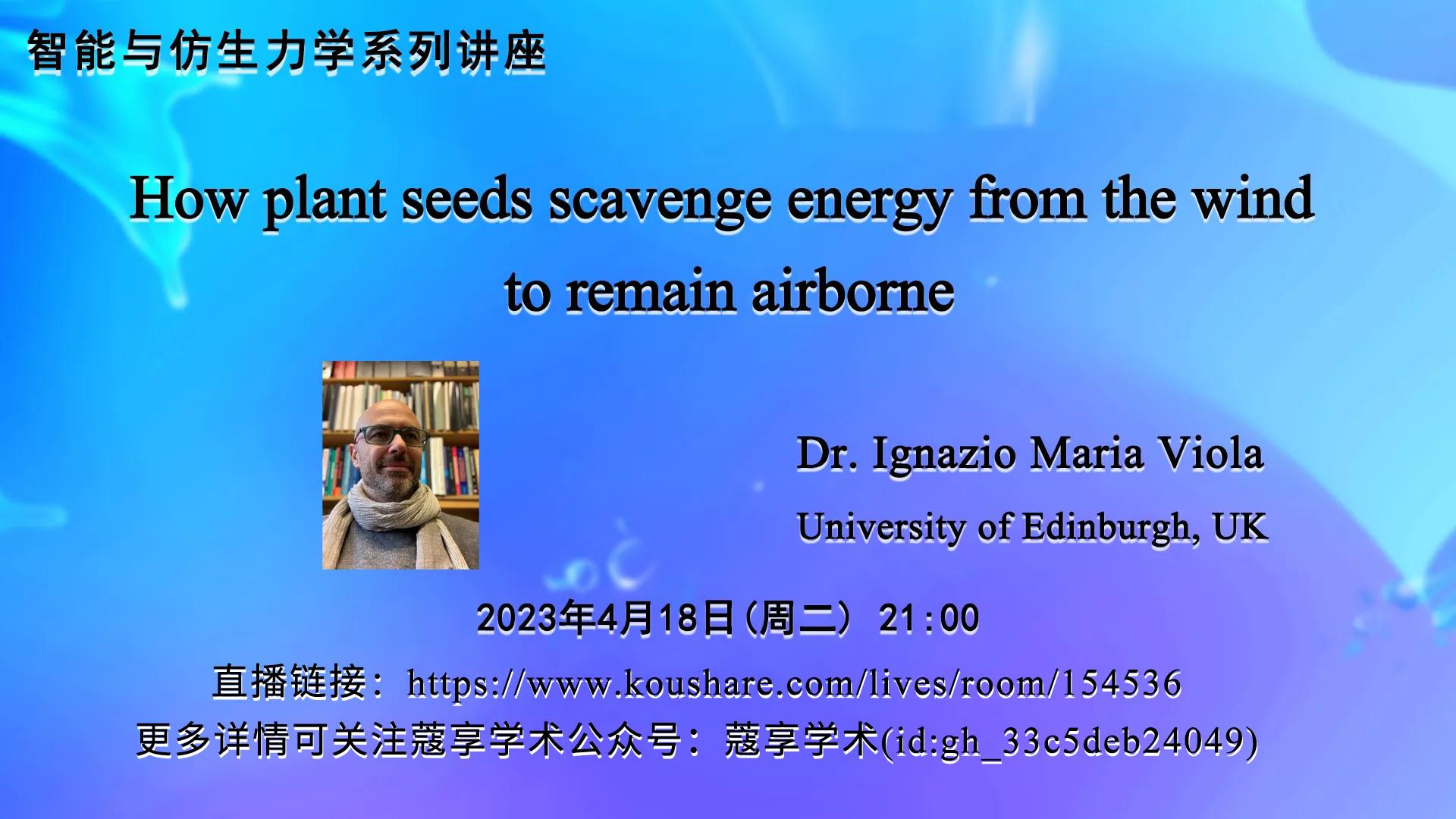 【直播】How plant seeds scavenge energy from the wind to remain airborne ...