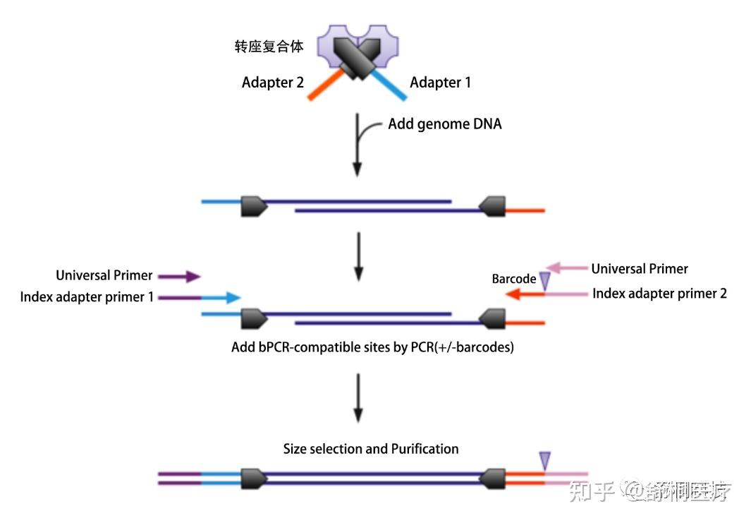 Tn5丨转座现象如何应用于文库构建 - 知乎