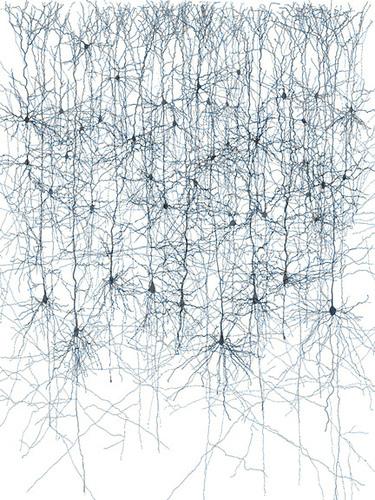 TN | Notes on theoretical neuroscience （1） - 知乎