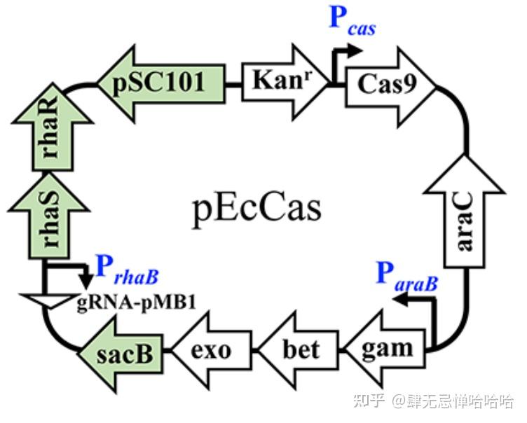 认识一下sacB gene - 知乎