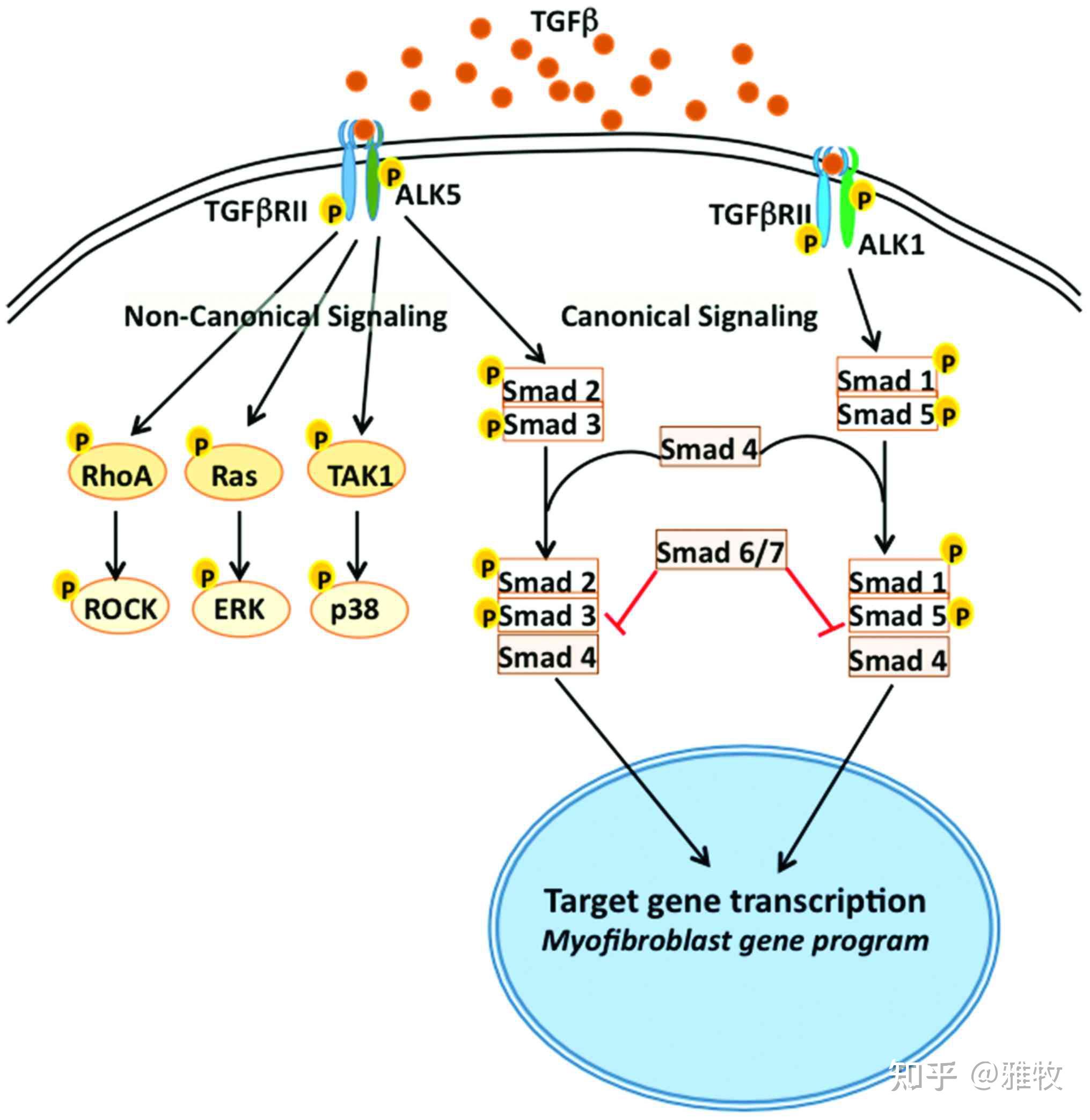 衰老过程中，细胞发生了什么变化？ - 知乎