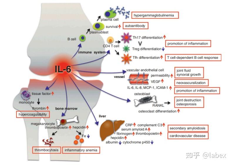 炎性多因子检测之白介素细胞6(IL-6) - 知乎