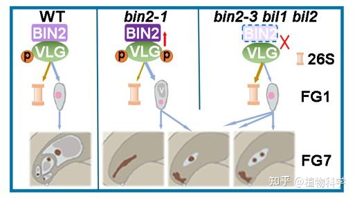 Plant Cell | 上海交大林文慧研究组揭示拟南芥雌配子体发育调控新机制 - 知乎