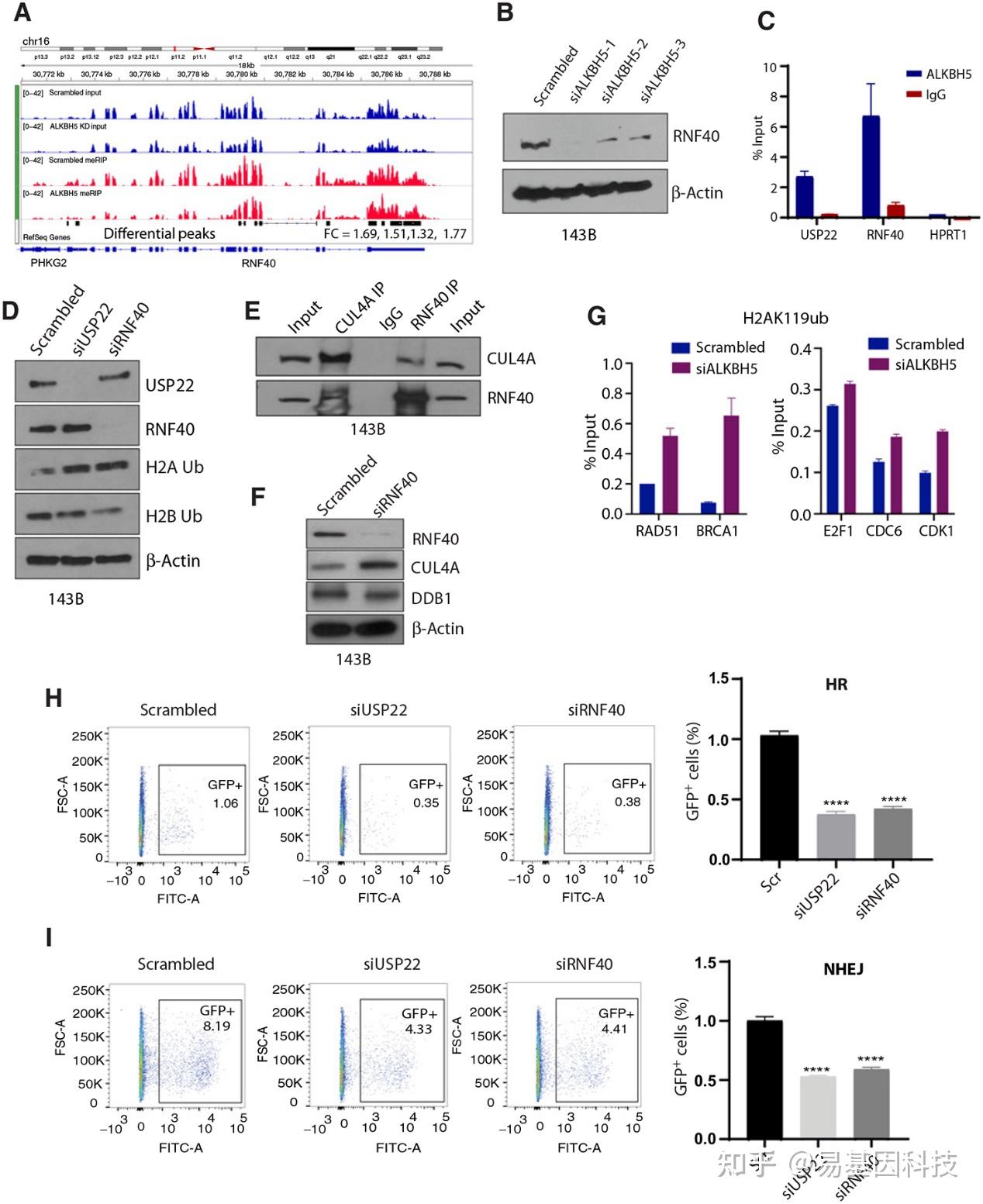 易基因｜MeRIP-seq揭示m6A RNA甲基化通过调控组蛋白泛素化来促进癌症生长和进展：Cancer Res - 深圳市易基因科技 - 博客园