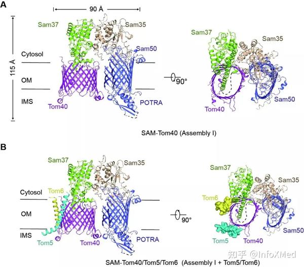 Science | 殷平团队揭示线粒体外膜TOM转位酶复合体组装的分子机制！ - 知乎