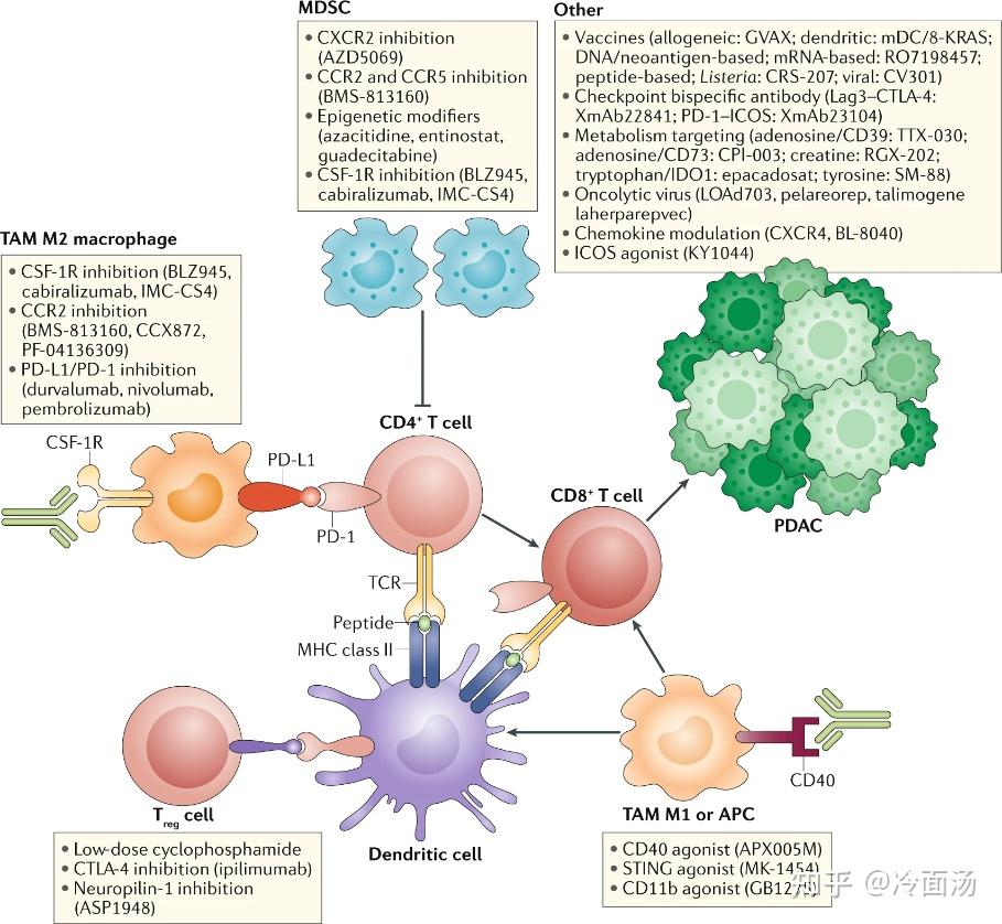 The tumor microenvironment in pancreatic cancer — clinical challenges ...