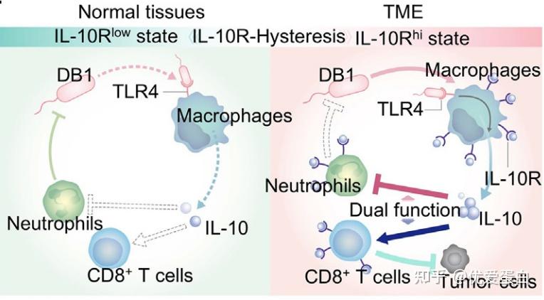 CELL最新丨肿瘤细菌免疫治疗的‘破局者’：IL-10与IL-10R - 知乎