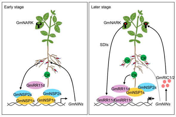 速览！华中农业大学李霞团队大豆固氮结瘤领域一系列研究进展 - 知乎