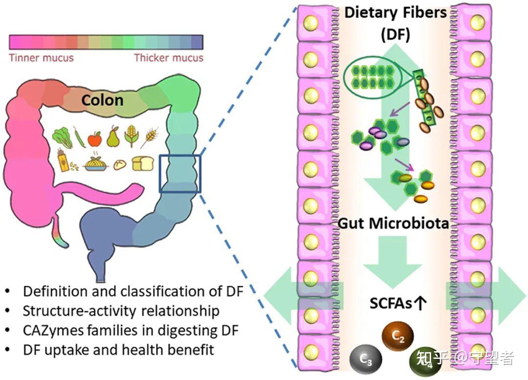 Trends in Food Science & Technology：膳食纤维与肠道微生物相互作用 - 知乎