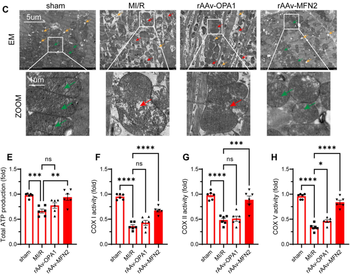 线粒体功能障碍 | ATP检测助力糖尿病心肌缺血-再灌注(MI/R)发病机制研究 - 知乎