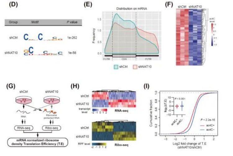 Cancer Commun：靶向mRNA ac4C修饰抑制肝癌进展的机制 - 知乎