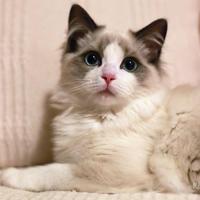 IHBB国际历史竞赛介绍 - 知乎