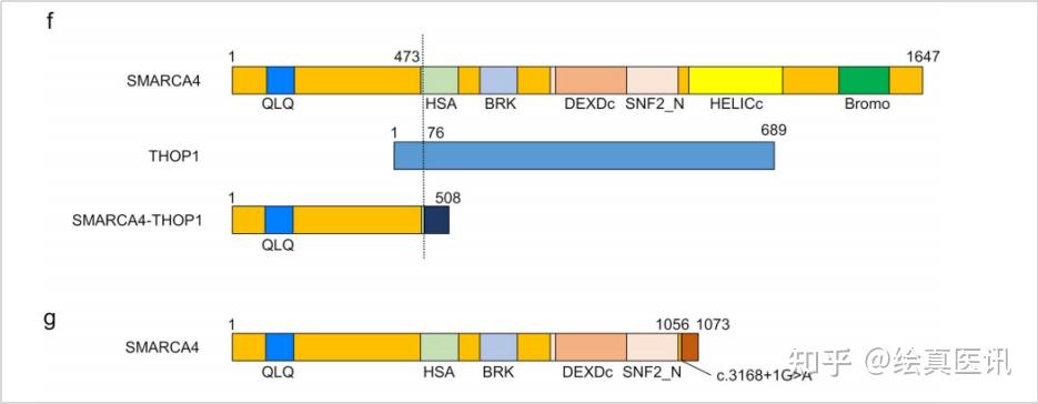 【绘真科普】全面解析SMARCA4（BRG1）缺陷型未分化肿瘤的分类/预后/用药等热点问题 - 知乎