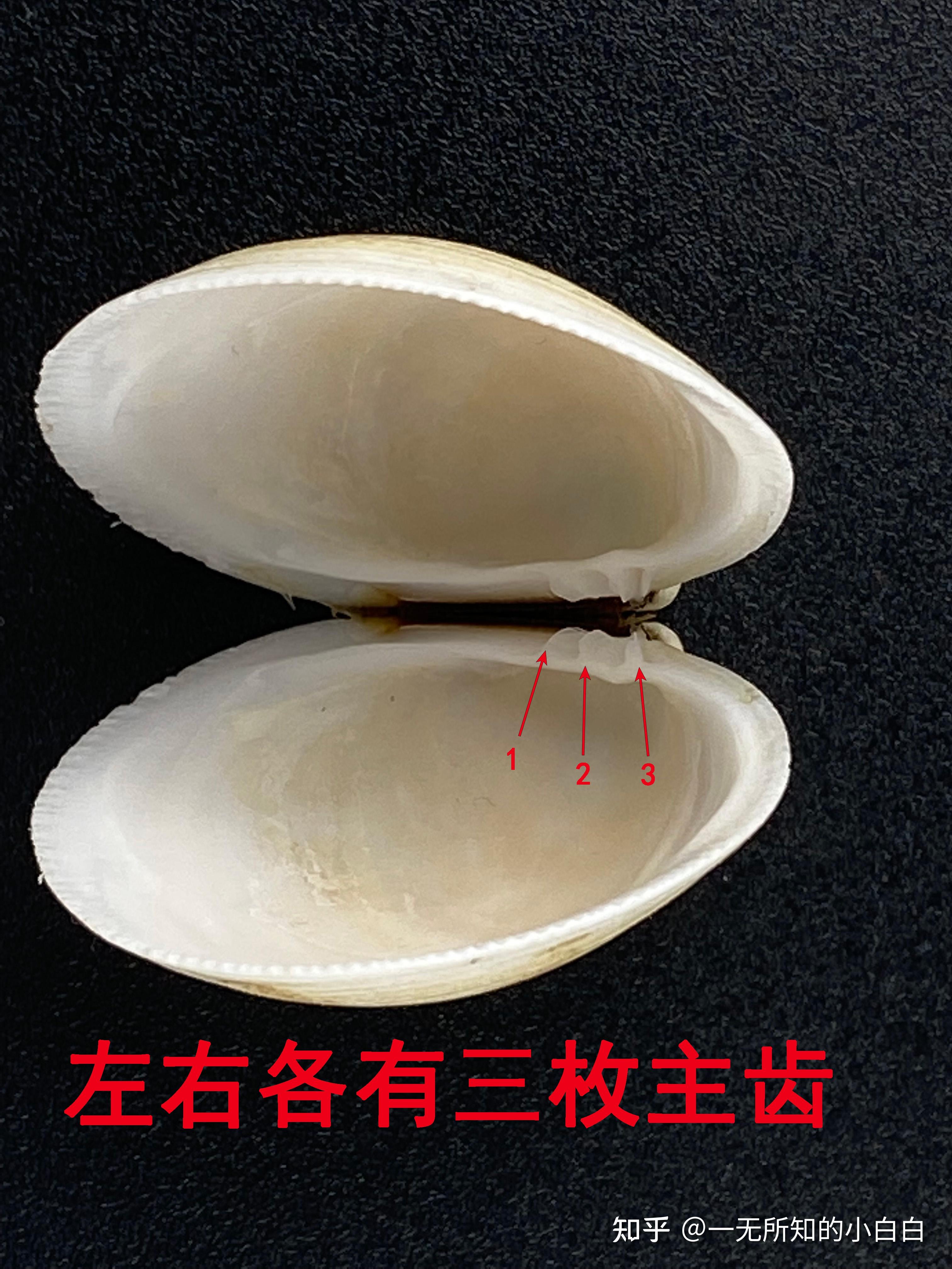 中国海洋生物 第1期 青蛤 Cyclina sinensis - 知乎