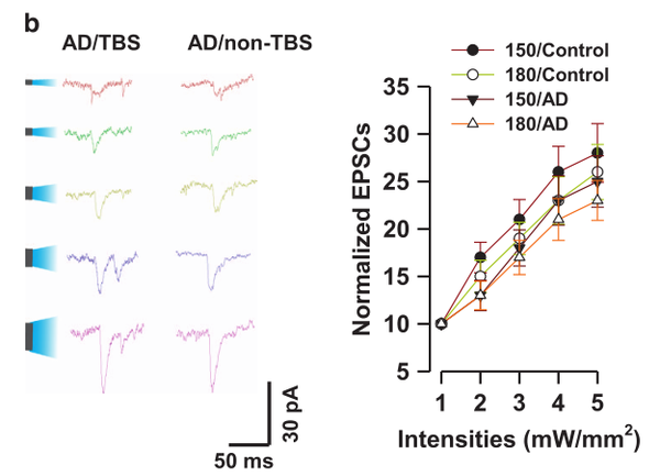 【文献解读】内嗅皮层到CA1的突触功能损伤导致AD小鼠认知障碍新机制 - 知乎