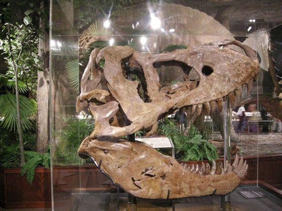 【转】霸王龙头骨较完整个体一览 - 知乎