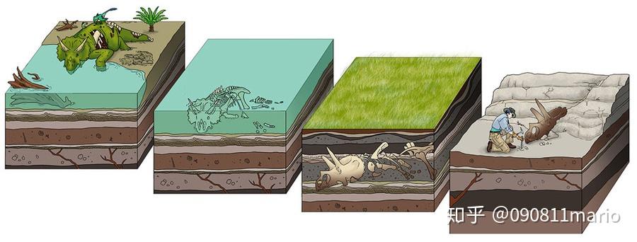 如何成为一块优秀的化石？ - 知乎