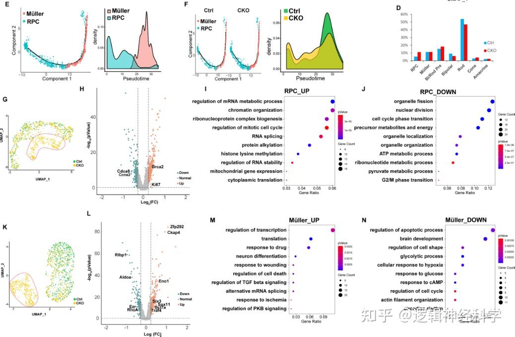 eLife︱中山大学中山眼科中心陈舒怡团队首次揭示神经祖细胞与神经胶质细胞状态转换的m6A表观转录调控机制 - 知乎