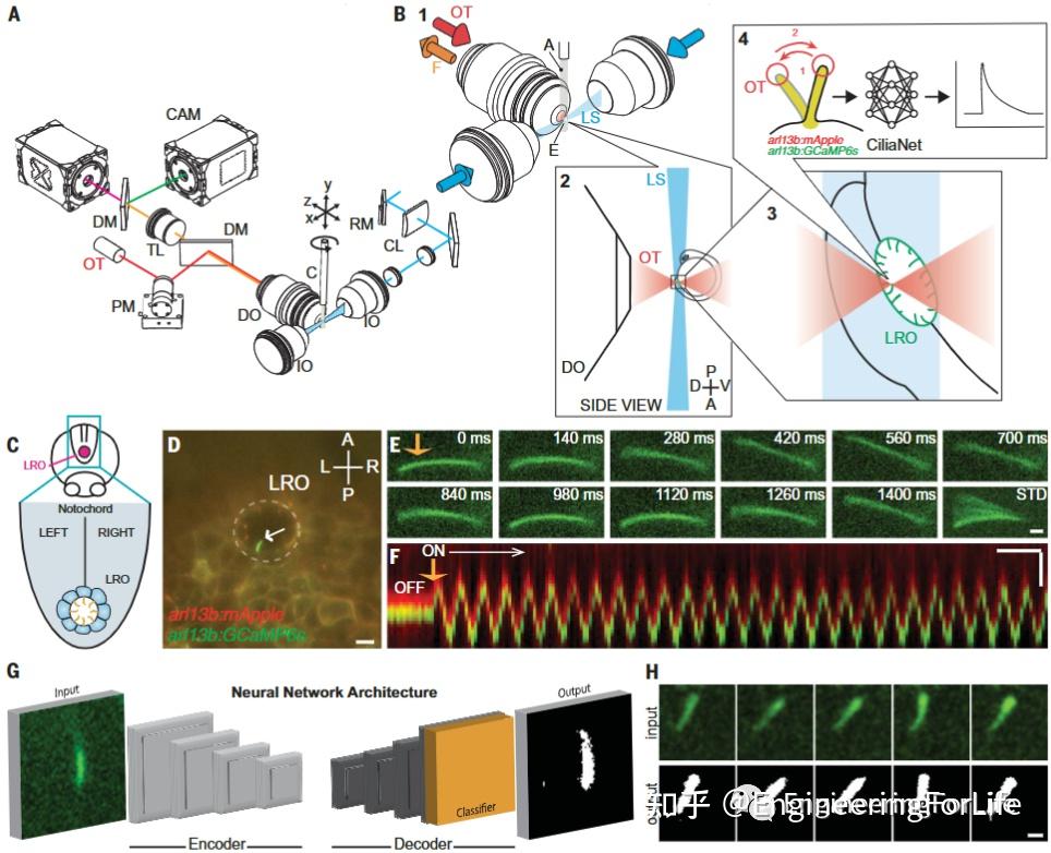 同一天发表！《Science》背靠背：揭示胚胎如何实现左右轴取向！ - 知乎