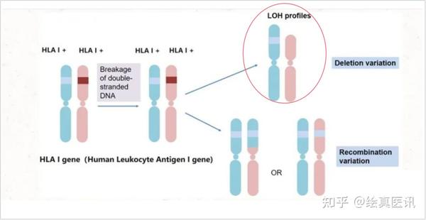 【绘真科普】人类白细胞抗原（HLA）如何指导肿瘤免疫治疗疗效？ - 知乎