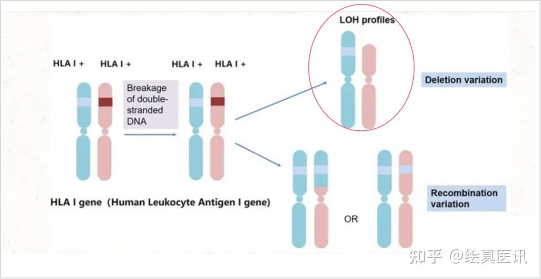 【绘真科普】人类白细胞抗原（HLA）如何指导肿瘤免疫治疗疗效？ - 知乎