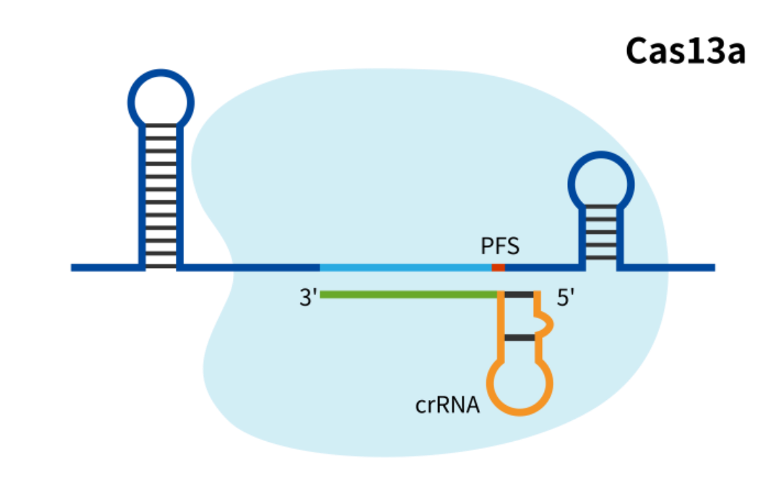 基因编辑-CRISPR/CAS系统最流行的三大系列：9、12a、13a - 知乎