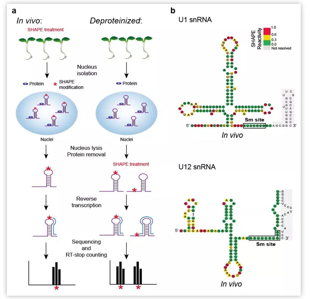 Genome Biology | 丁一倞团队首次揭示体内RNA二级结构对调控前体mRNA加工的作用 - 知乎