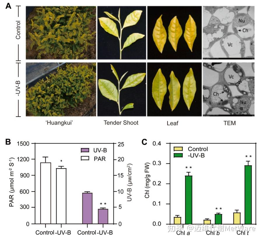 项目文章 | 转录组和代谢组研究UV-B辐射对茶树中叶绿素合成及类黄酮积累的影响 - 知乎