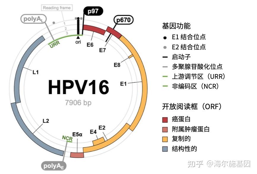学术前沿｜浅谈HPV结构与基因组 - 知乎