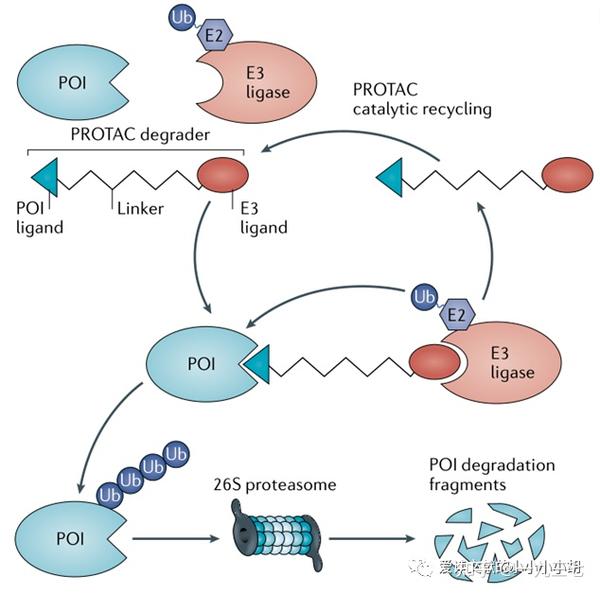 泛素化的机制及其衍生的底物靶向降解技术 - 知乎