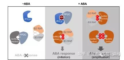 Nature Communications | 中科院分子植物卓越中心解析ABA信号转导新机制 - 知乎