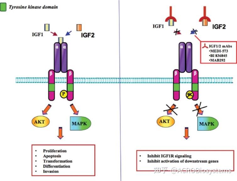 【改善眼凸】——IGF-1R抑制剂：甲状腺眼病（TED）显著缓解 - 知乎