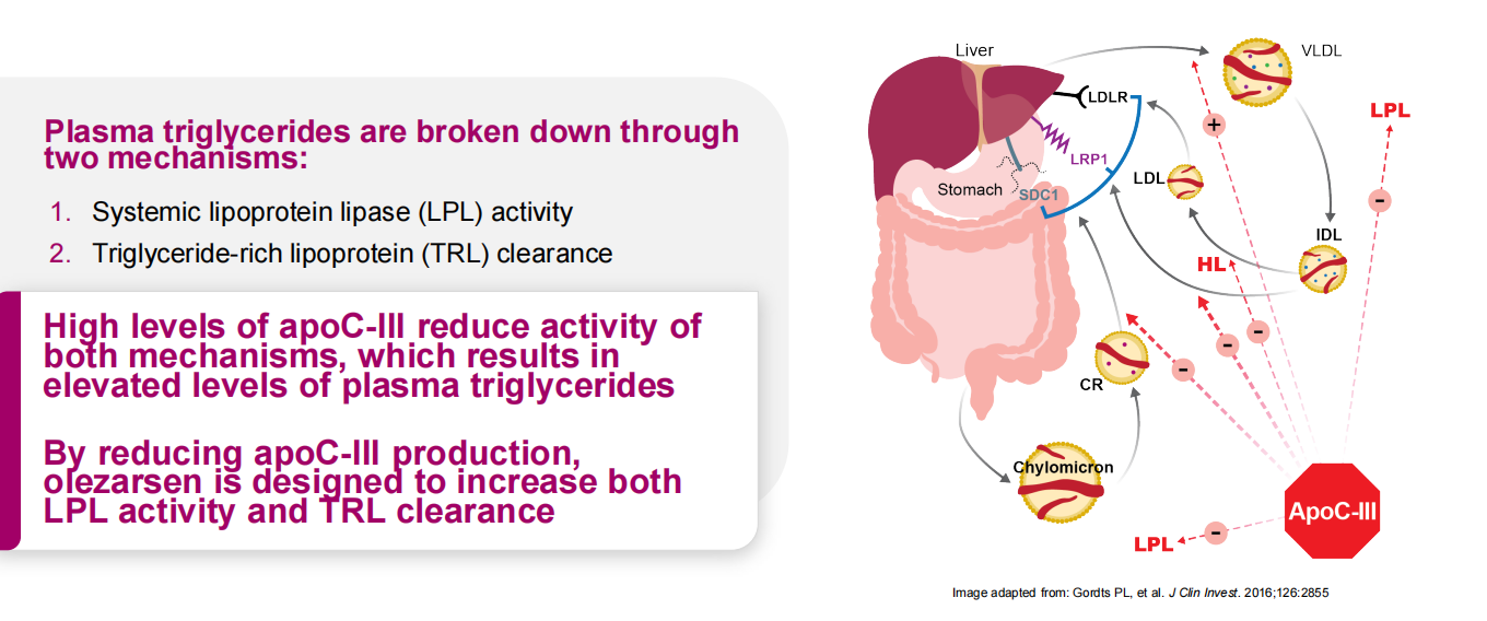 ApoC3 反义寡核苷酸 Olezarsen（Tryngolza™），上市背后的科学决策 - 知乎