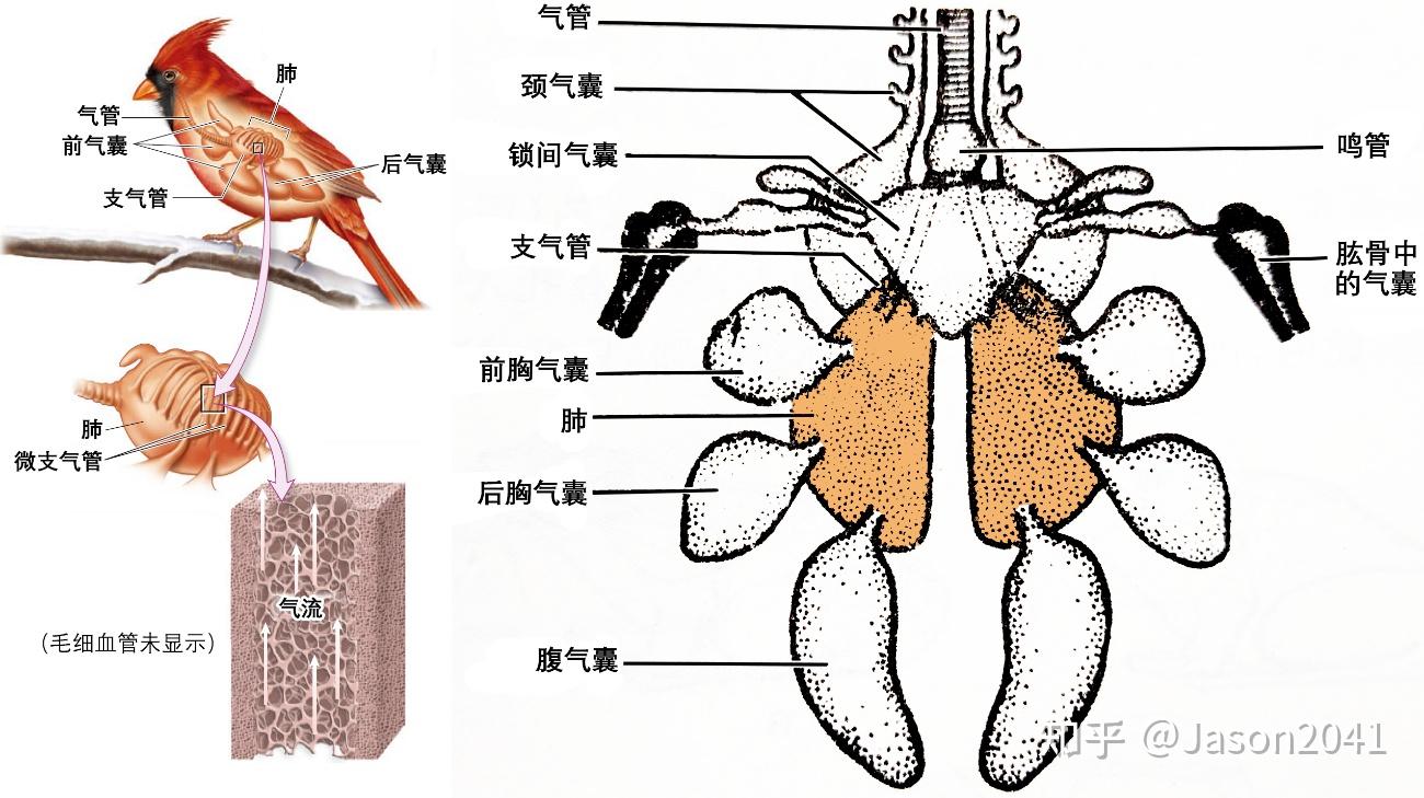 鸟类肺的大体和微观结构简介 - 知乎