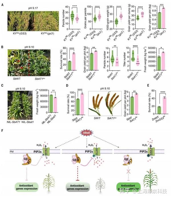 Science重磅：中国科学家首次发现编码Gγ蛋白的AT1耐盐碱基因，可大幅增强作物耐盐碱性并提高产量 - 知乎