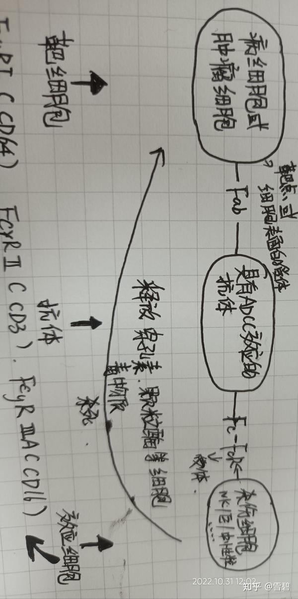 ADCC ADCP CDC 效应及区别 - 知乎