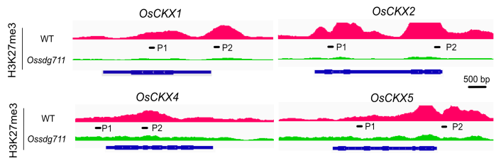 ChIP-seq/DAP-seq/ATAC-seq/CUT&Tag结果可视化-IGV使用攻略 - 知乎