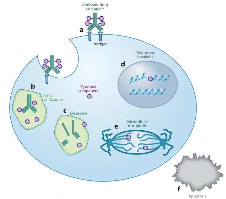深入解析ADC连接子vcMMAE的作用机制与优势 - 知乎