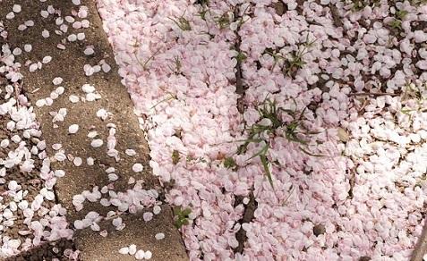 ZZ145英译:寄人(张泌) - 知乎