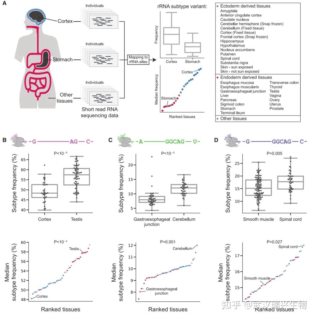 文献解读 | 多组学探究RPS6在胆管癌中的功能以及可变剪接调控机制 - 知乎
